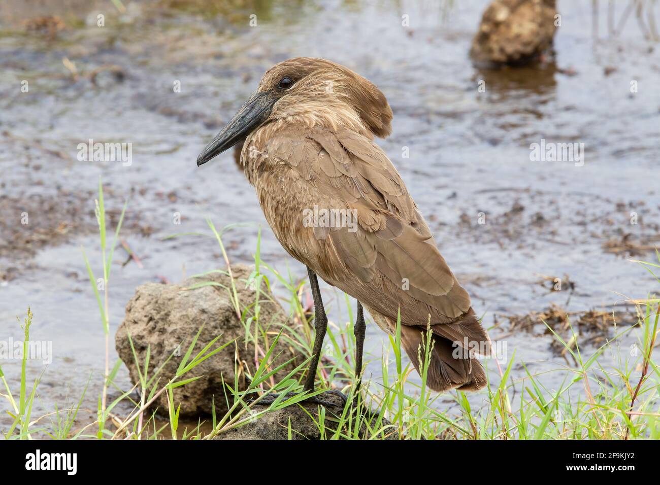 Impundulu Lightning Bird