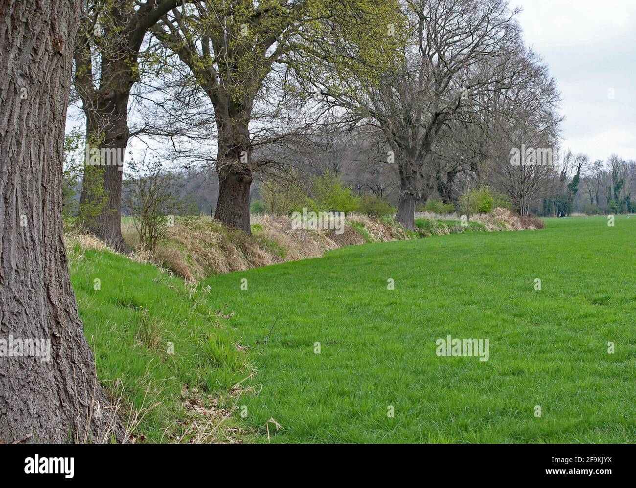 Row of trees standing on a small mound as a boundary of this meadow ...