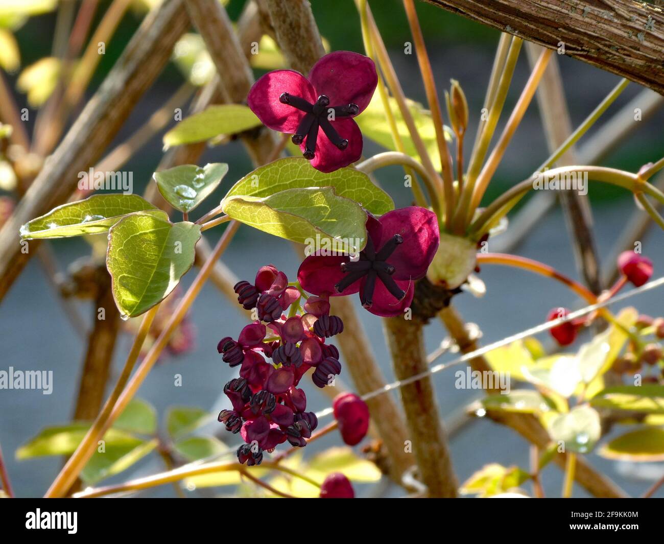 Very dark red flowers hi-res stock photography and images - Alamy