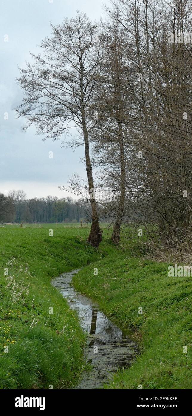 Reflection of a tree in a brook Stock Photo - Alamy