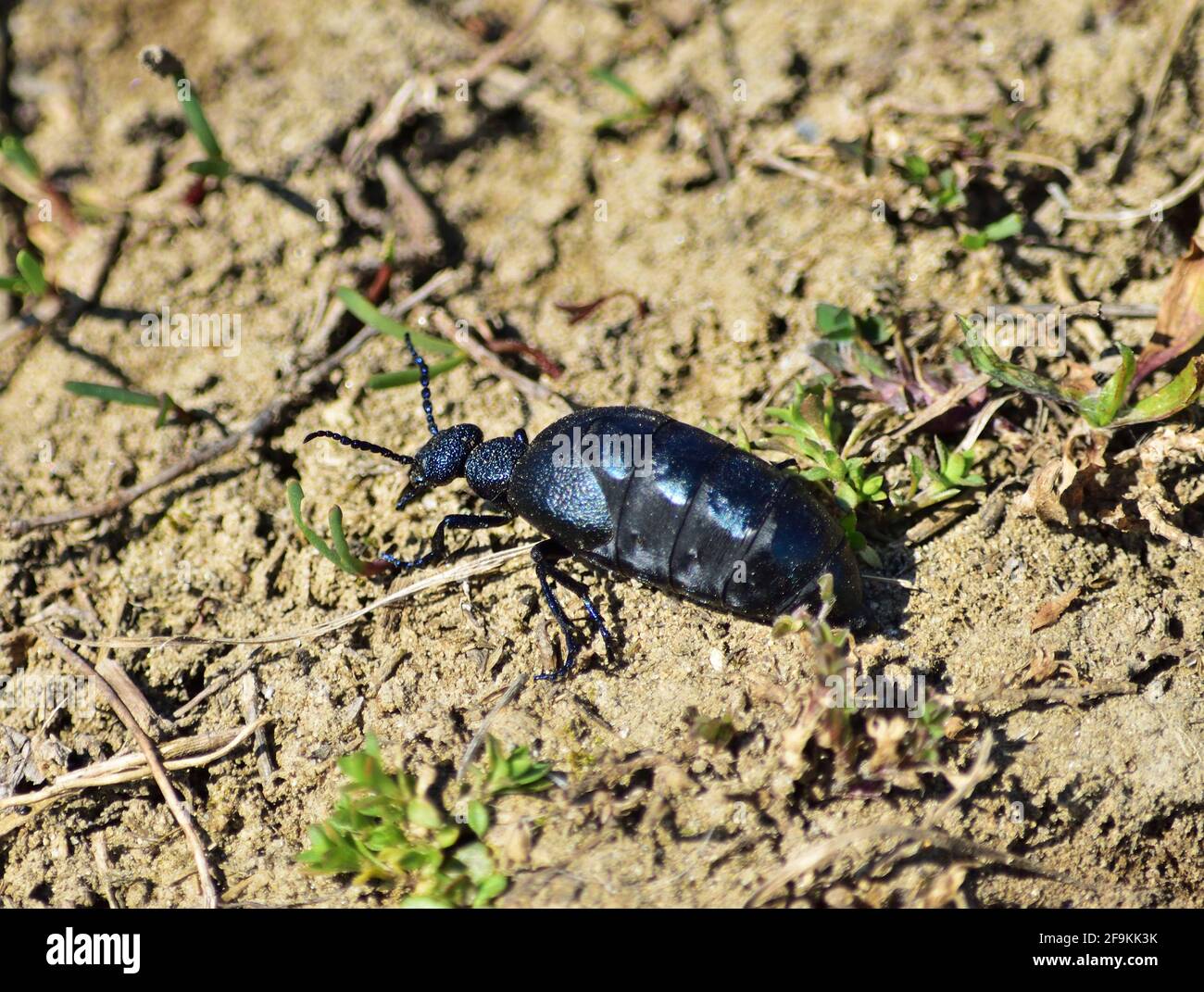 Meloe proscarabaeus, European oil beetle, female Stock Photo - Alamy