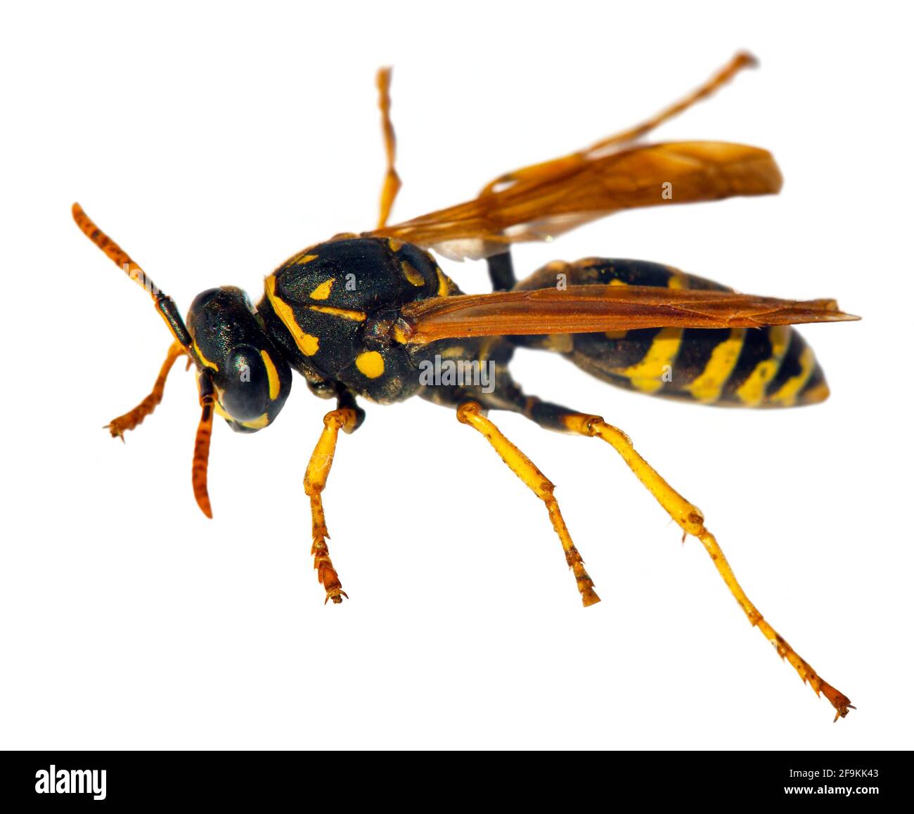 European common wasp German wasp or German yellow jacket isolated on ...