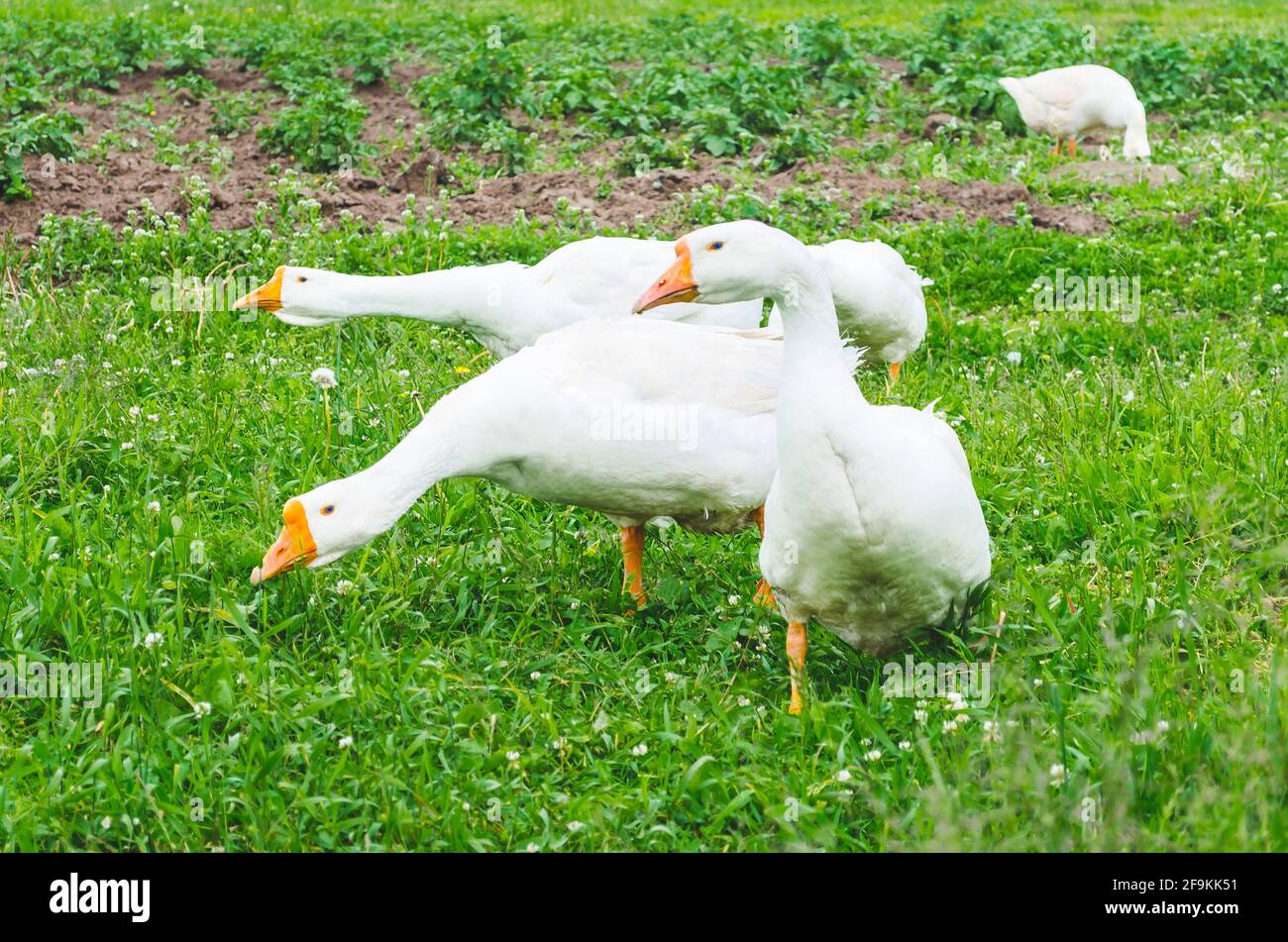 Flock domestic geese in village hi-res stock photography and images - Alamy