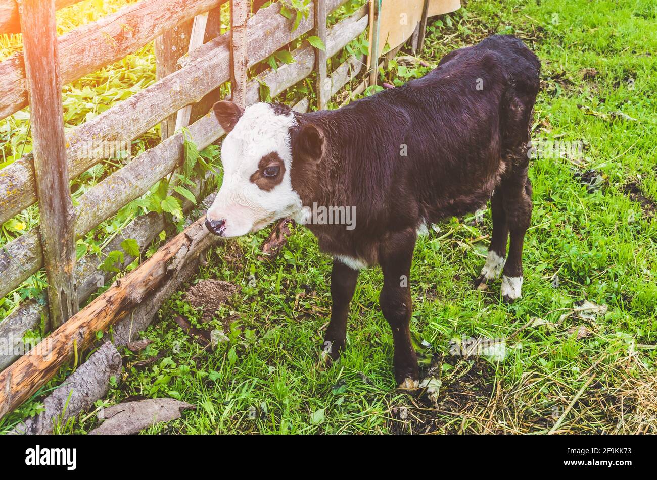 Calf bull cow hi-res stock photography and images - Alamy