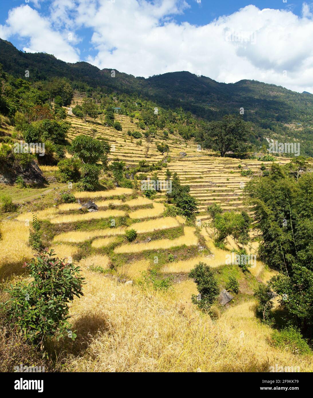 golden terraced rice or paddy fields in Nepal Himalayas mountains Stock ...