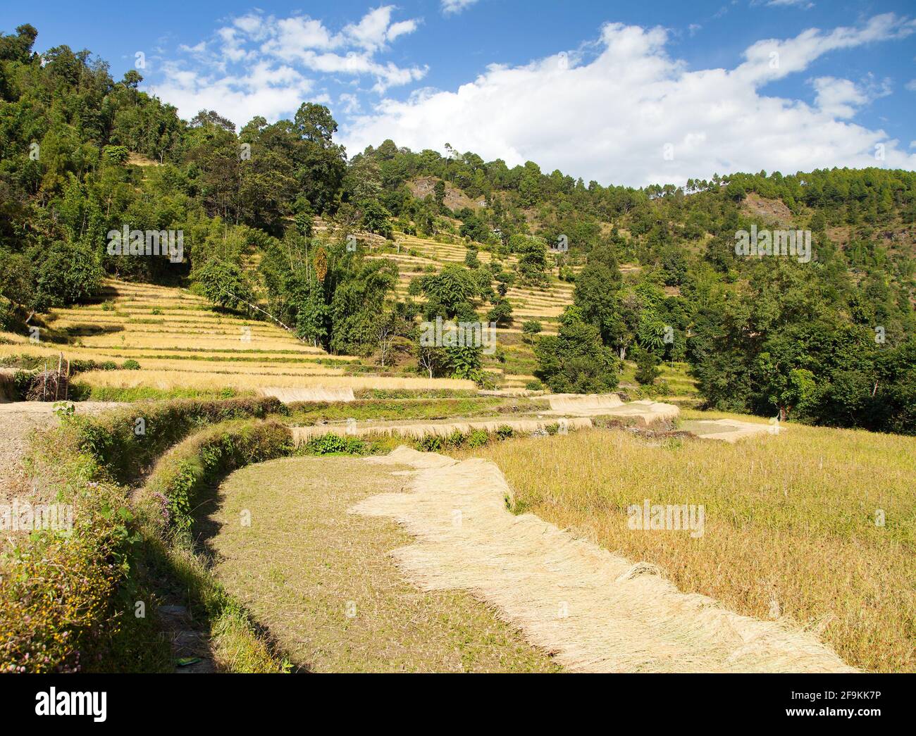 Paddy fields agricultural land hi-res stock photography and images - Alamy