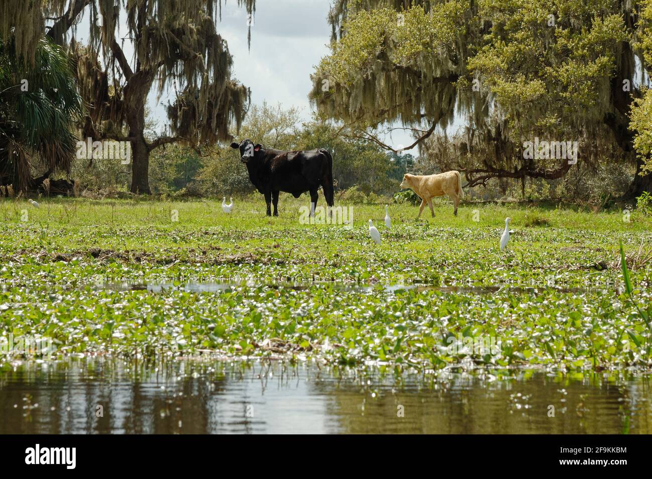 Cattle and water hi-res stock photography and images - Alamy