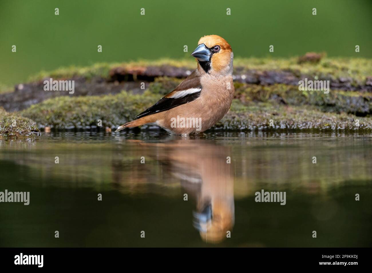 hawfinch, Coccothraustes coccothraustes, single adult male bathing and ...