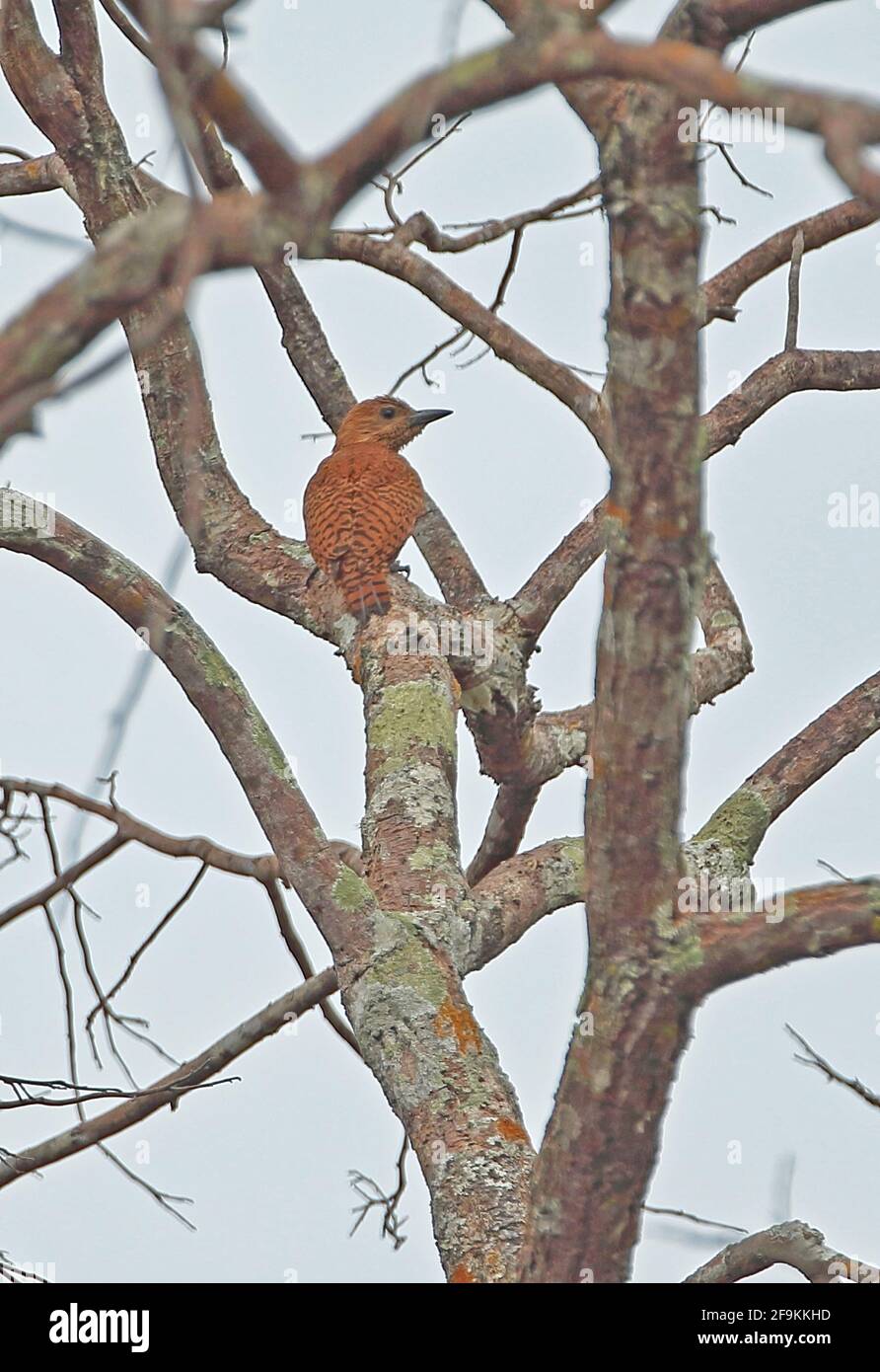 Rufous Woodpecker (Micropternus brachyurus annamensis) female on tree ...