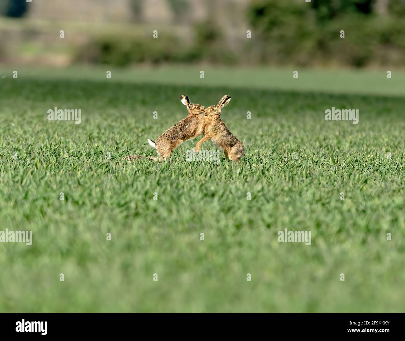 Boxing hares hi-res stock photography and images - Alamy