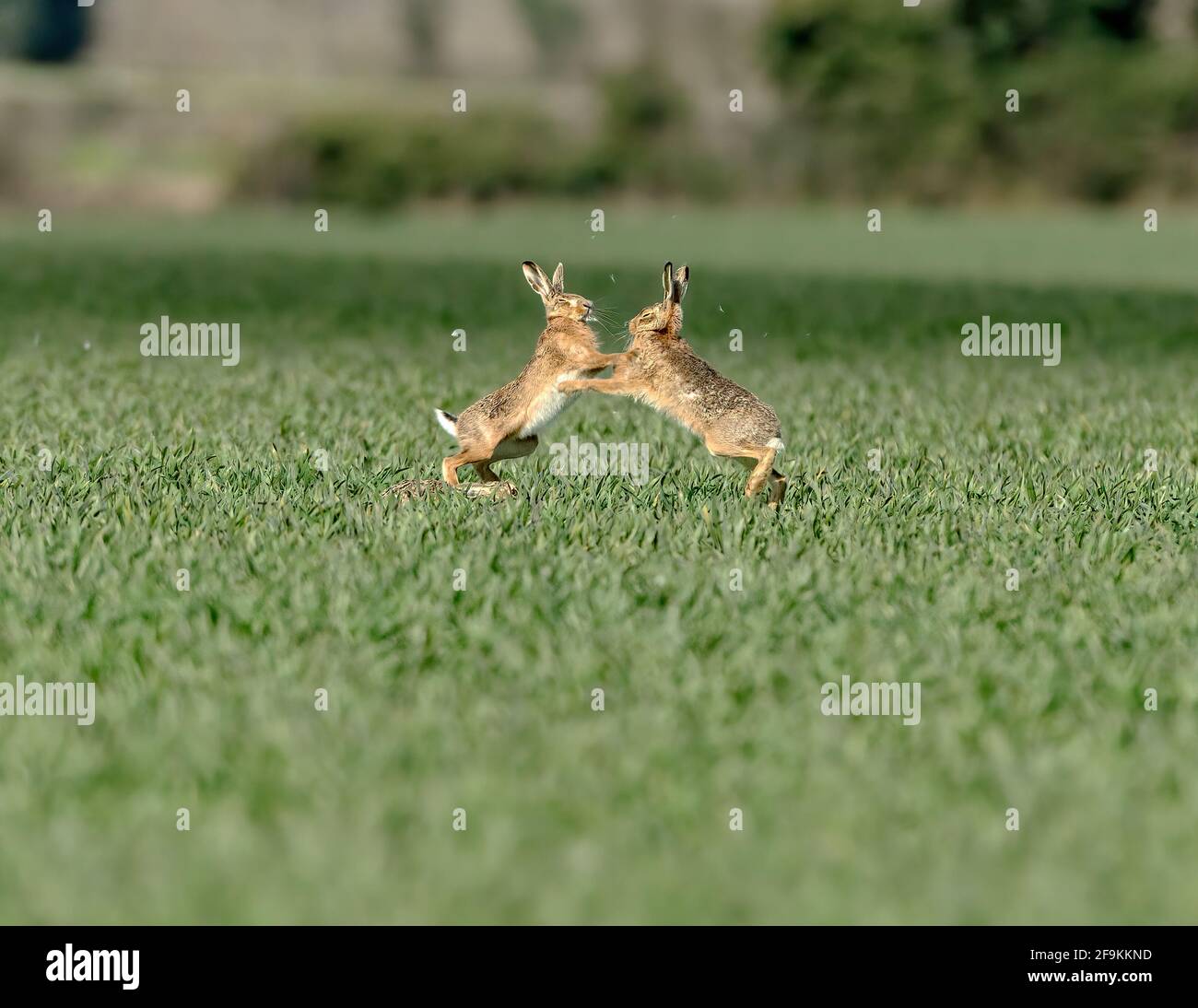 Boxing hare hi-res stock photography and images - Alamy