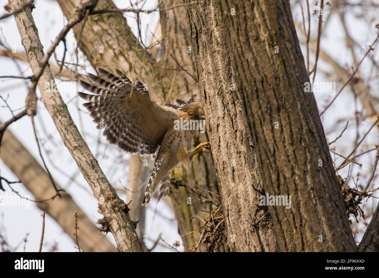 Red shouldered hawk wingspan hi-res stock photography and images - Alamy