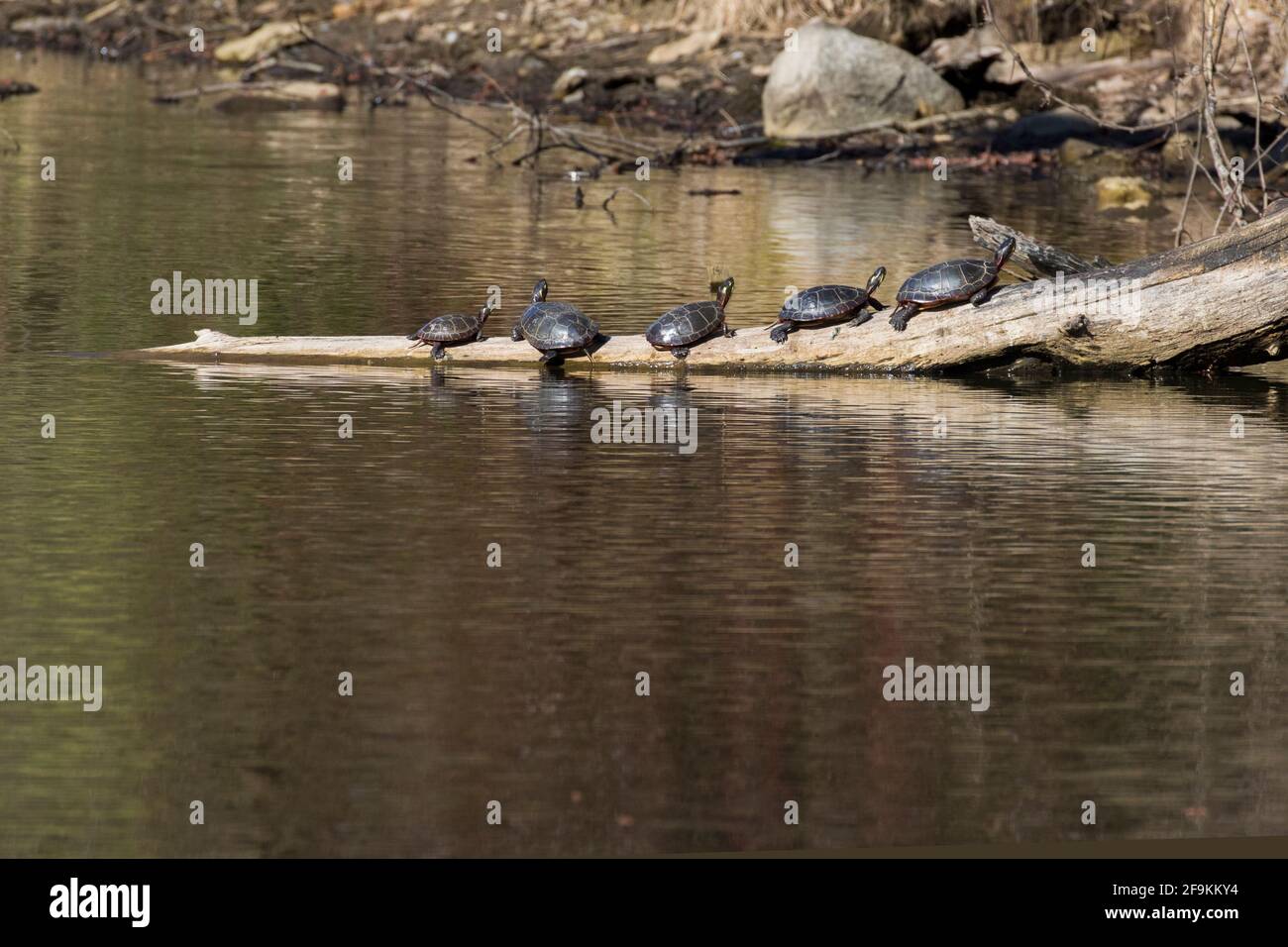 Natural habitat for painted turtle hi-res stock photography and images ...