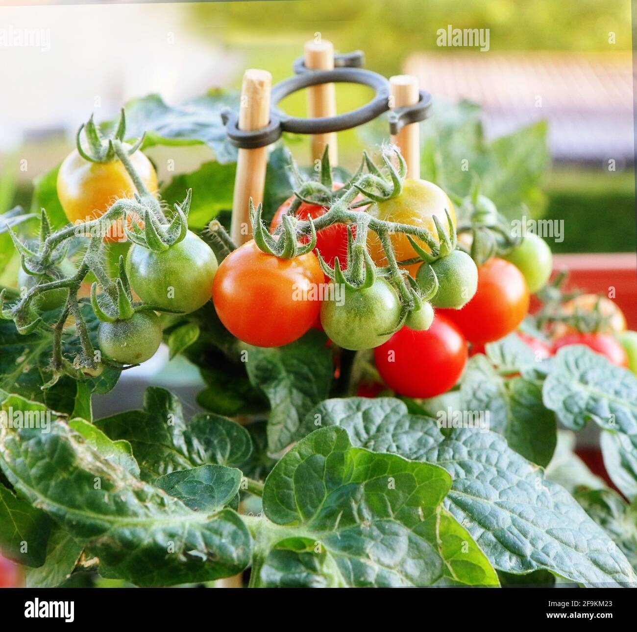 Horticulture on the balcony: cherry tomato potted plant full of fruits ready to eat Stock Photo ...