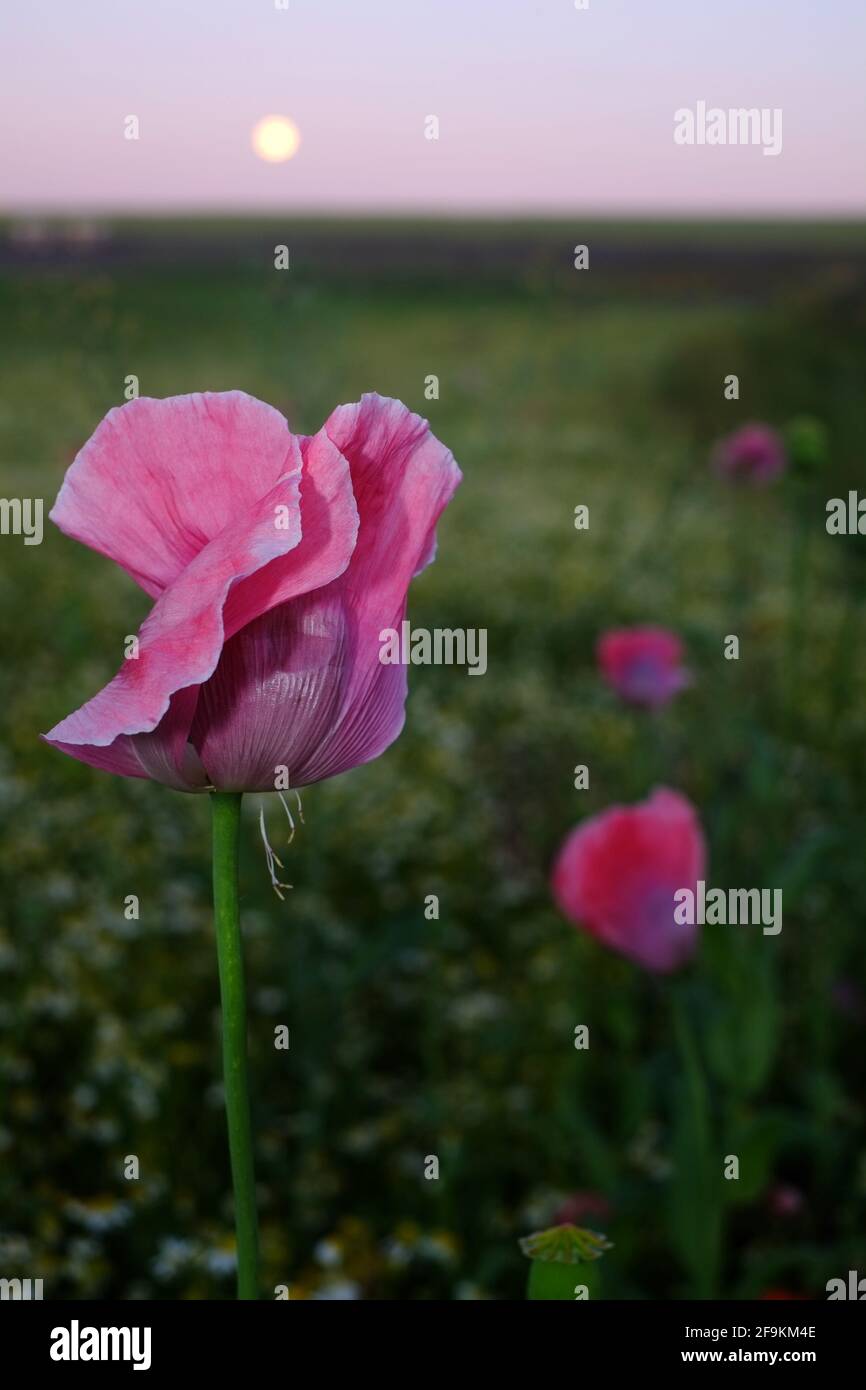Pink Opium poppies with full moon Stock Photo - Alamy