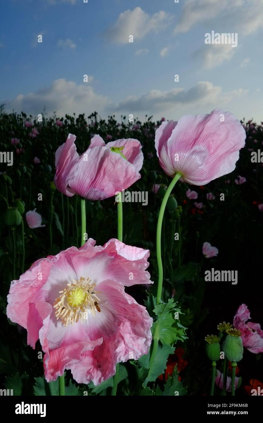Pink Opium poppies with full moon Stock Photo - Alamy