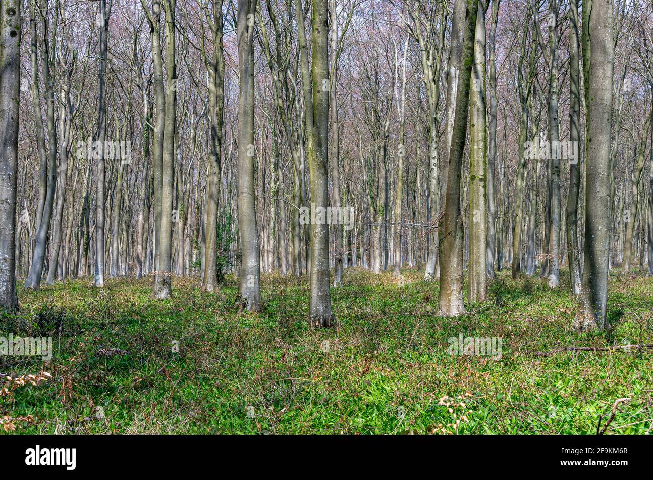 Dense forest hi-res stock photography and images - Alamy