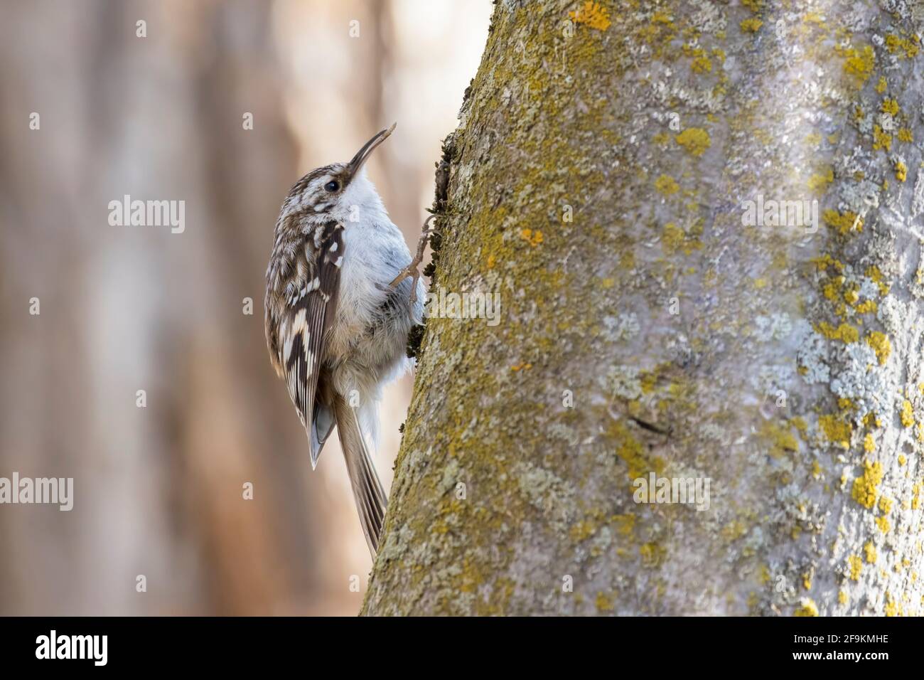 Tree creeper with feather hi-res stock photography and images - Alamy