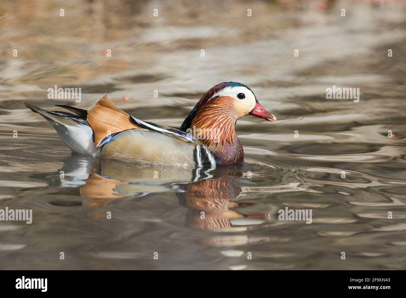 Male mandarin duck (Aix galericulata Stock Photo - Alamy