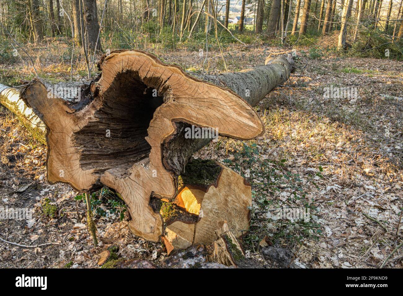 Hollowed out tree trunk hi-res stock photography and images - Alamy