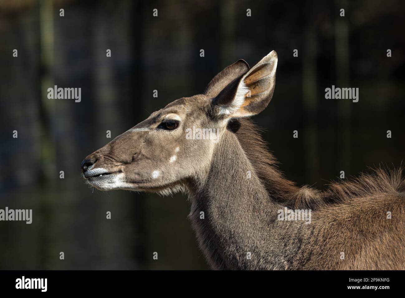 The common eland, Taurotragus oryx also known as the southern eland or ...