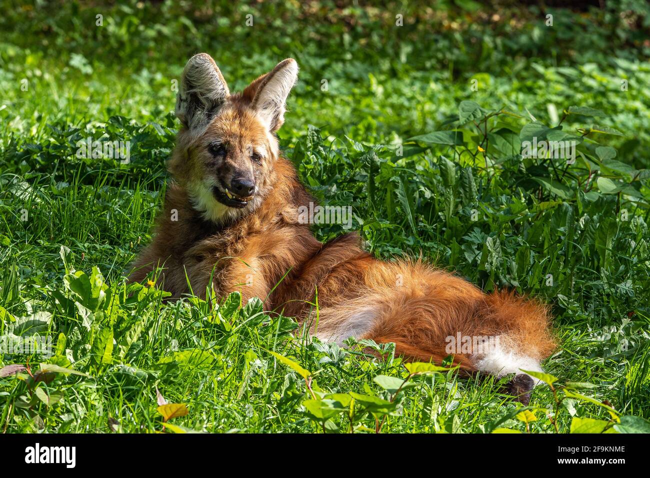 The Maned Wolf, Chrysocyon brachyurus is the largest canid of South America. This mammal lives ...
