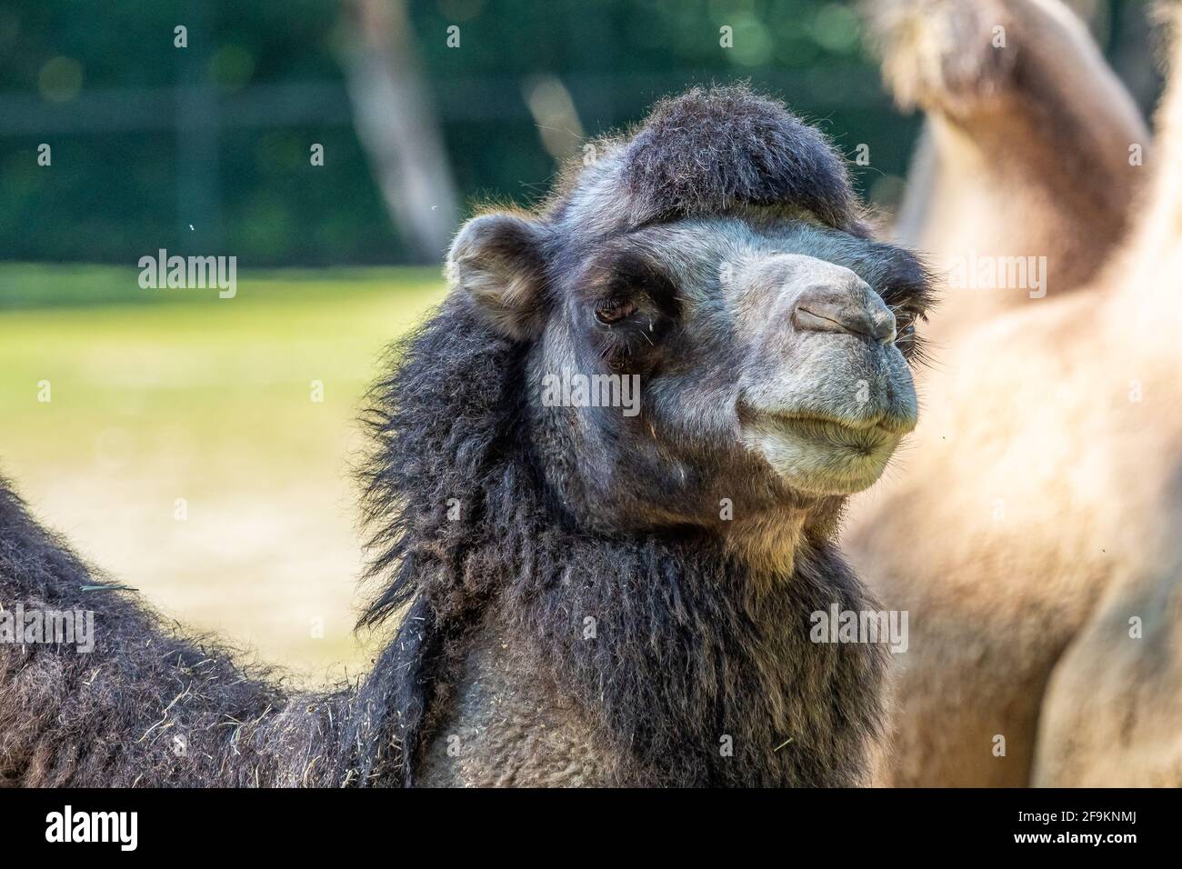 The Bactrian camels, Camelus bactrianus is a large, even-toed ungulate ...