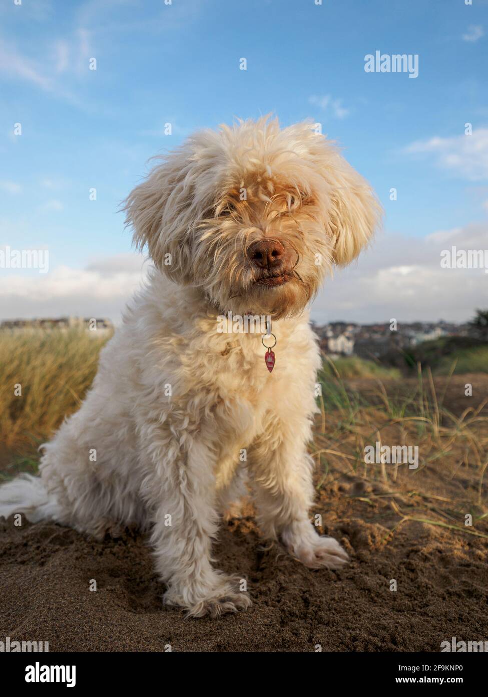 Scruffy little white dog at the seaside, Cornwall, UK Stock Photo - Alamy