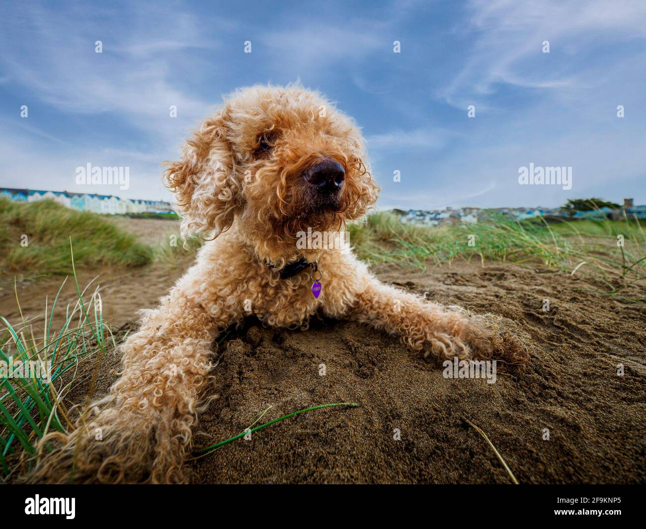 Scruffy dog at the beach, Bude, Cornwall, UK Stock Photo - Alamy