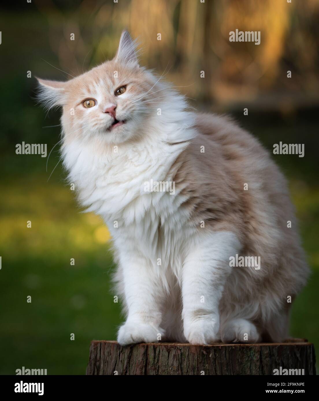 Cream Maine Coon