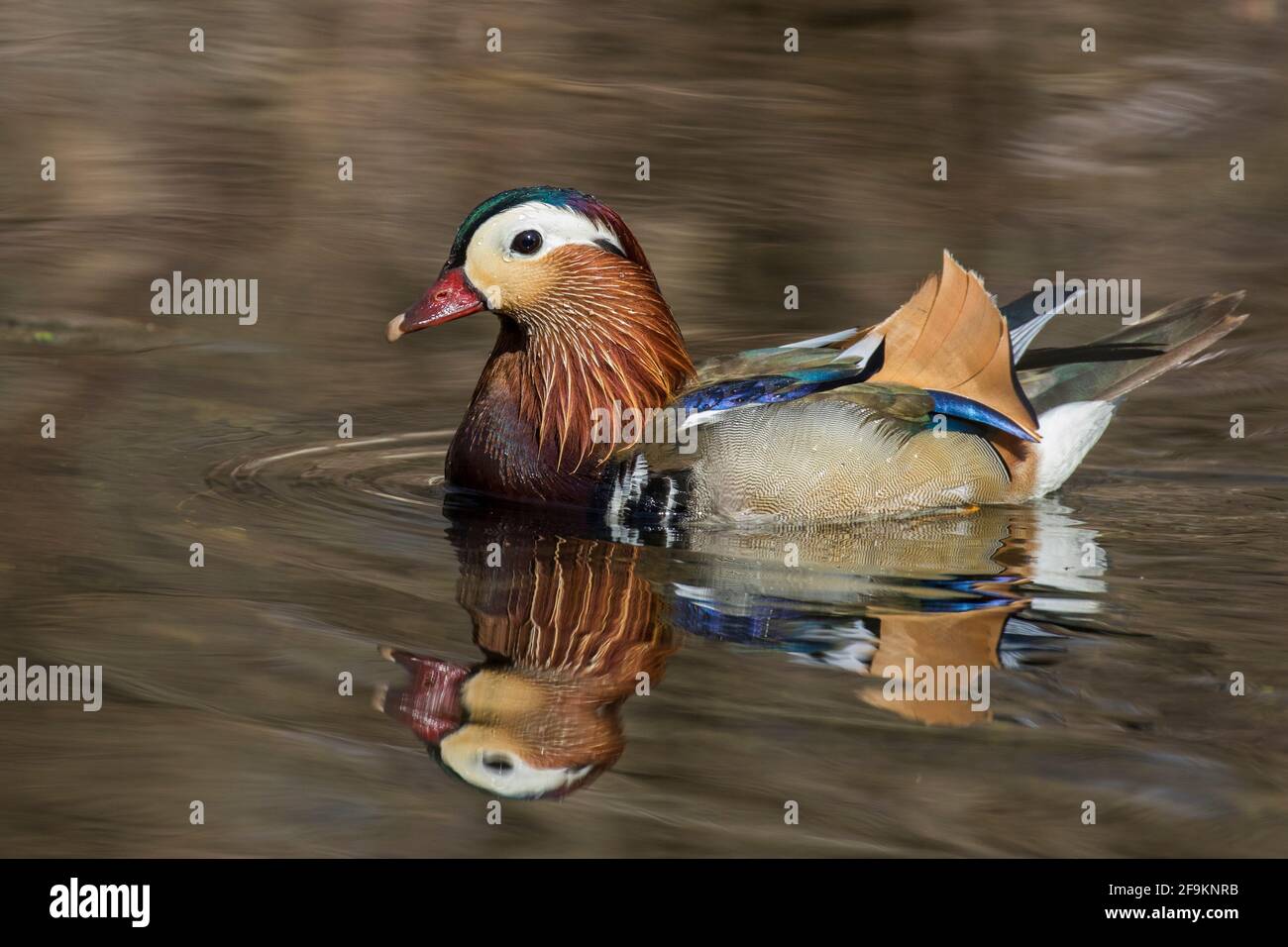 Male mandarin duck (Aix galericulata Stock Photo - Alamy