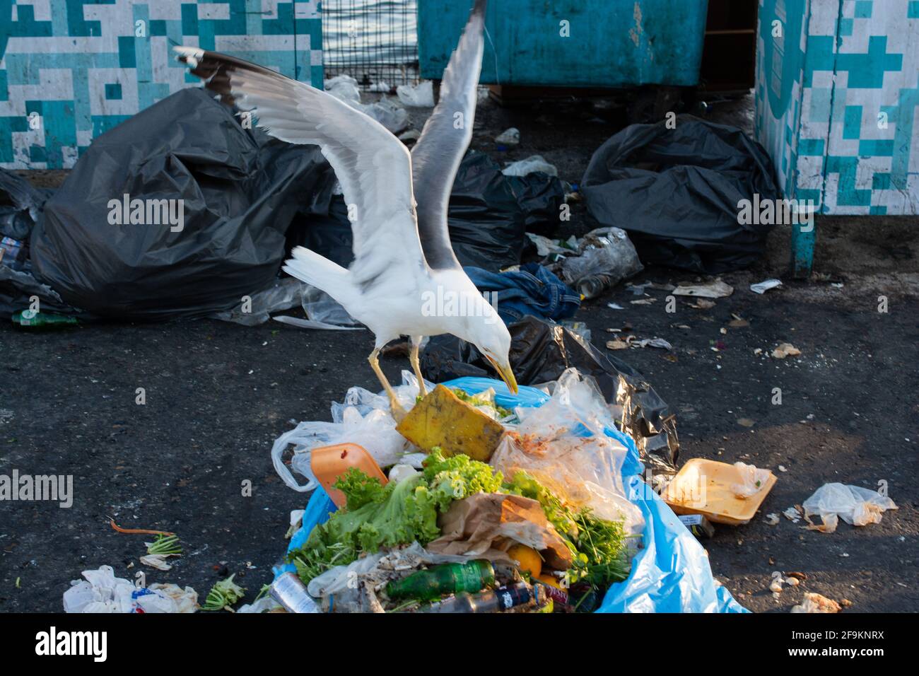 Seagull eating garbage hi-res stock photography and images - Alamy