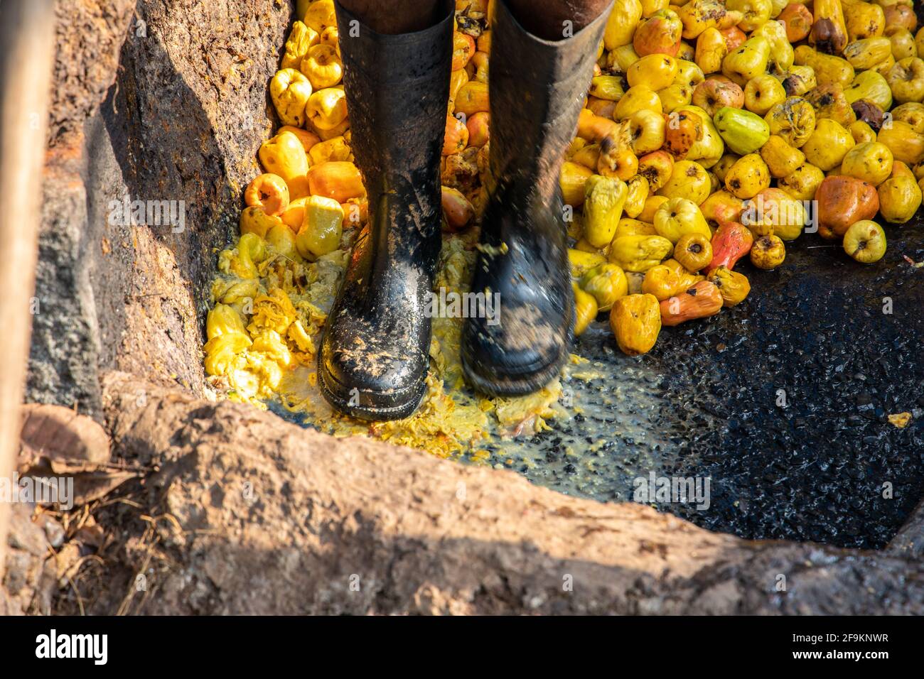 Traditional method of cashew apples being mashed with legs to extract ...