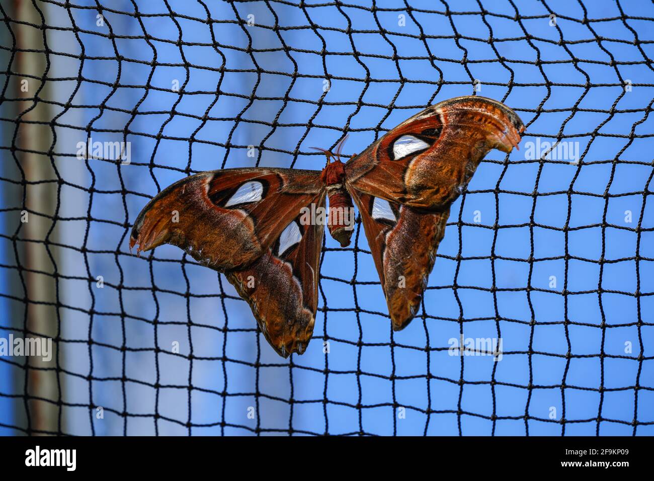 Atlas moth, Attacus atlas, these are the largest moths in the world ...