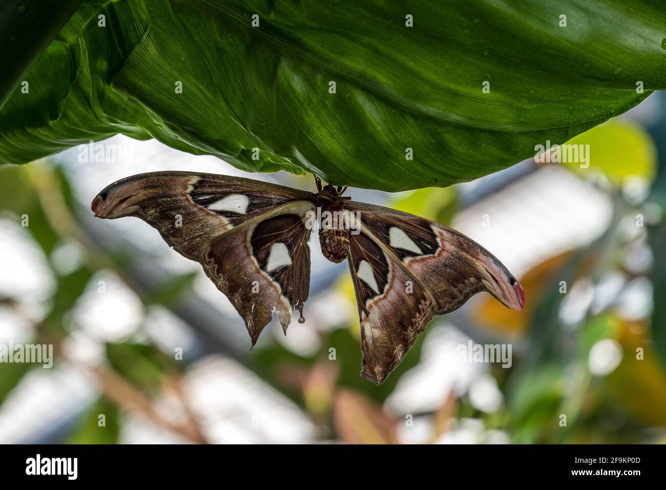 Atlas moth, Attacus atlas, these are the largest moths in the world ...