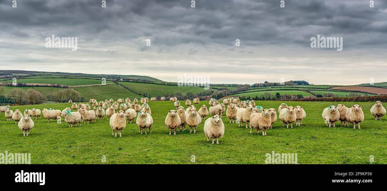 Field full of sheep hi-res stock photography and images - Alamy