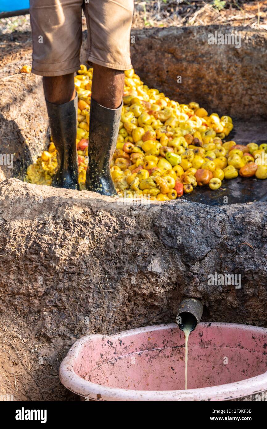 Traditional method of cashew apples being mashed with legs to extract ...