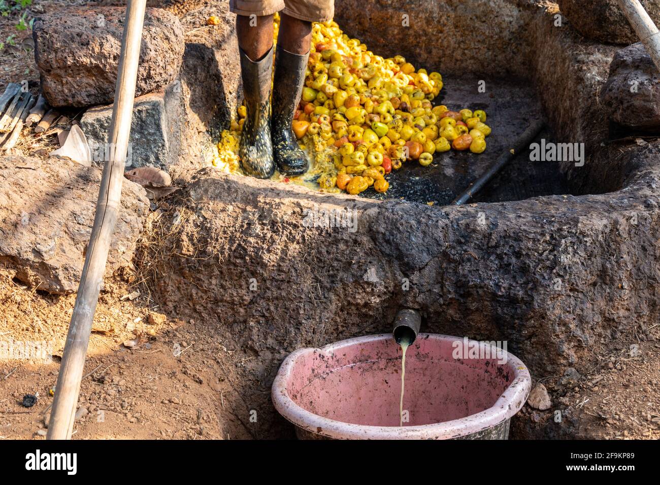 Traditional method of cashew apples being mashed with legs to extract ...