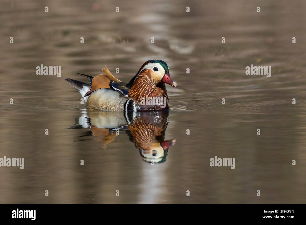 Male mandarin duck (Aix galericulata Stock Photo - Alamy