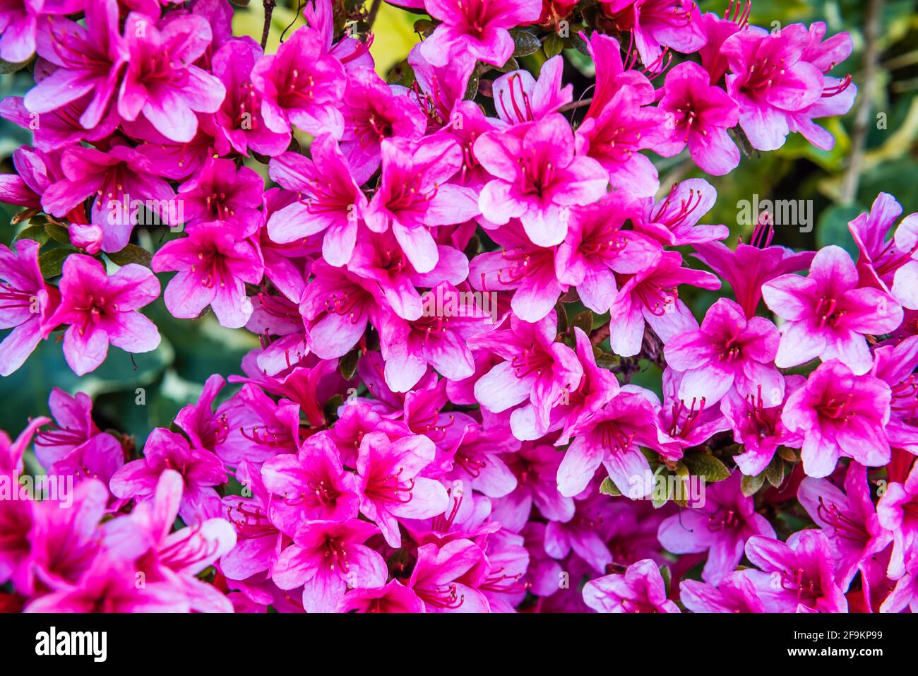 Azalea Madame van Hecke growing in a Country Garden.colourful Stock ...