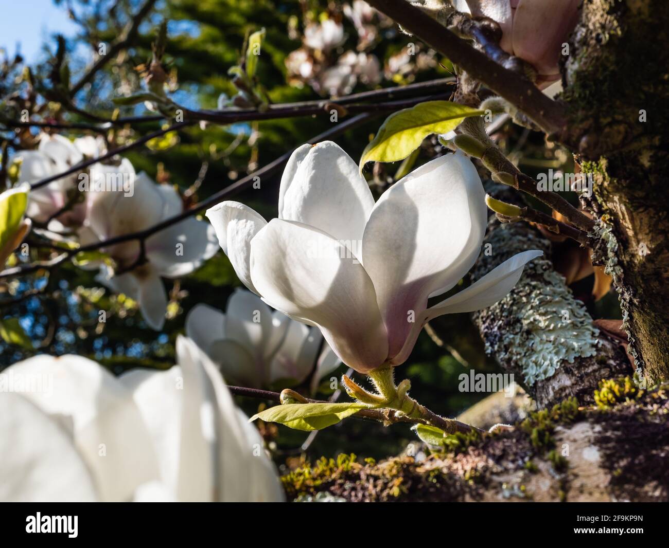 Ancient Magnolia Tree growing in a Country Garden Stock Photo - Alamy