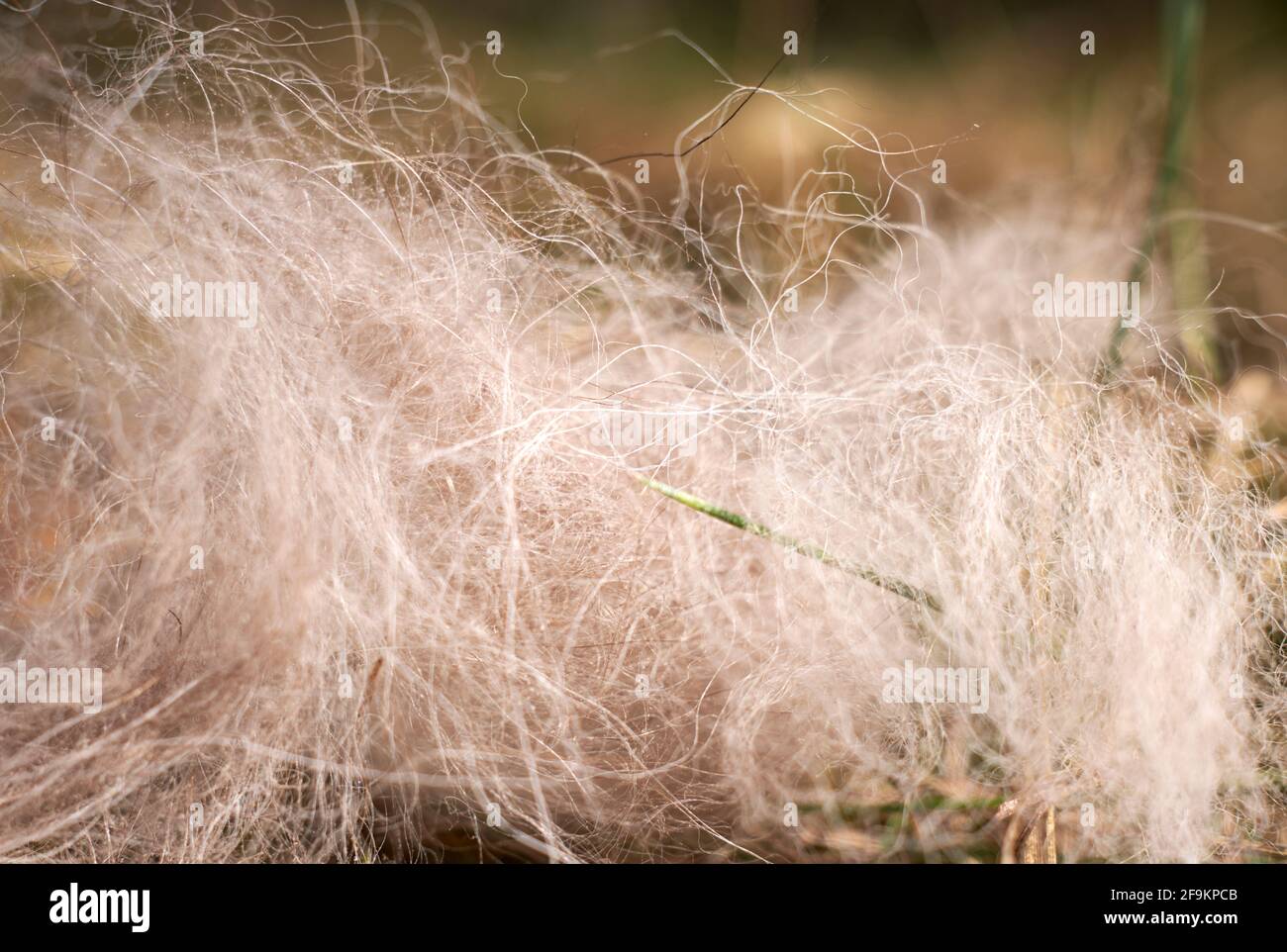 Animal hair fallen after grooming in closeup Stock Photo - Alamy