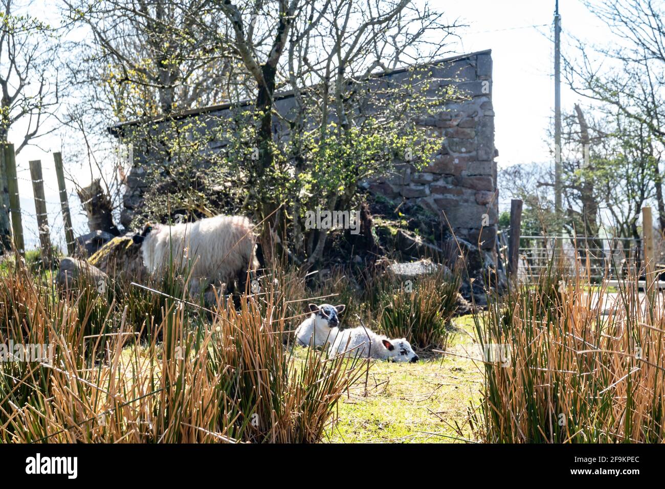 Irish mountain ram sheep hi-res stock photography and images - Alamy