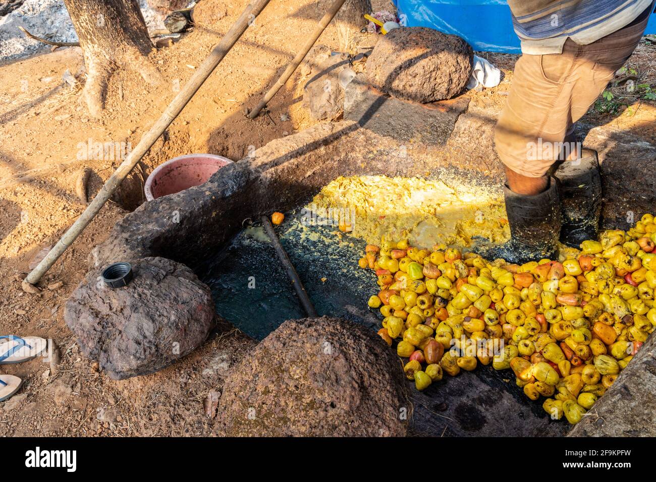 Traditional method of cashew apples being mashed with legs to extract ...
