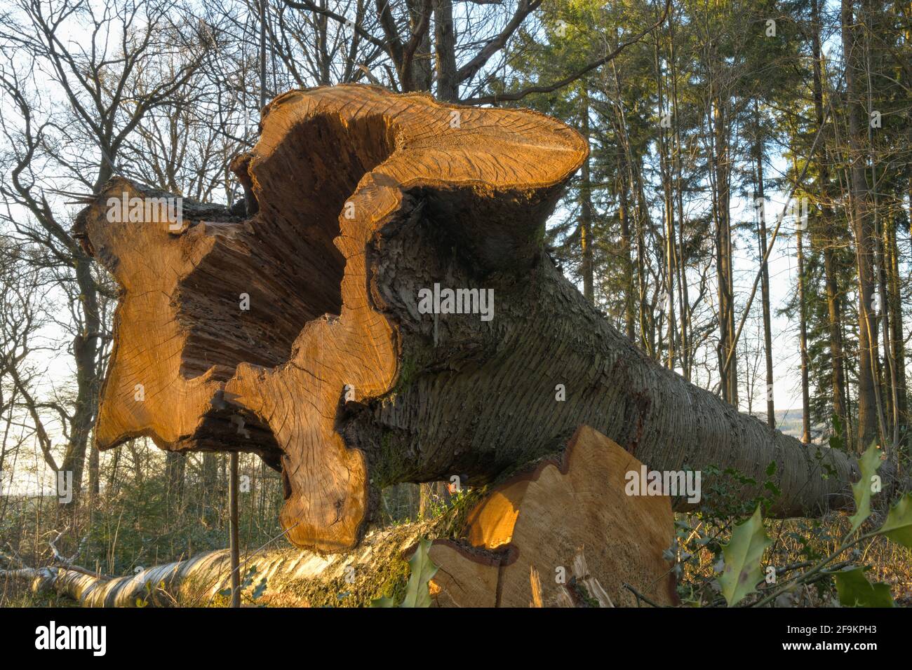 Trunk stem tree forest hi-res stock photography and images - Alamy