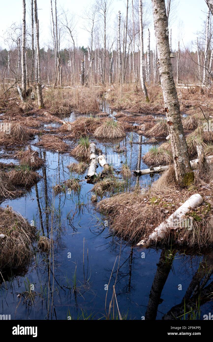 Swamp area in Kemeru National Park Latvia Stock Photo - Alamy