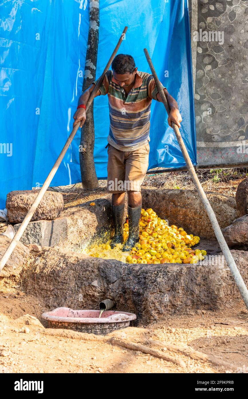 Traditional method of cashew apples being mashed with legs to extract ...