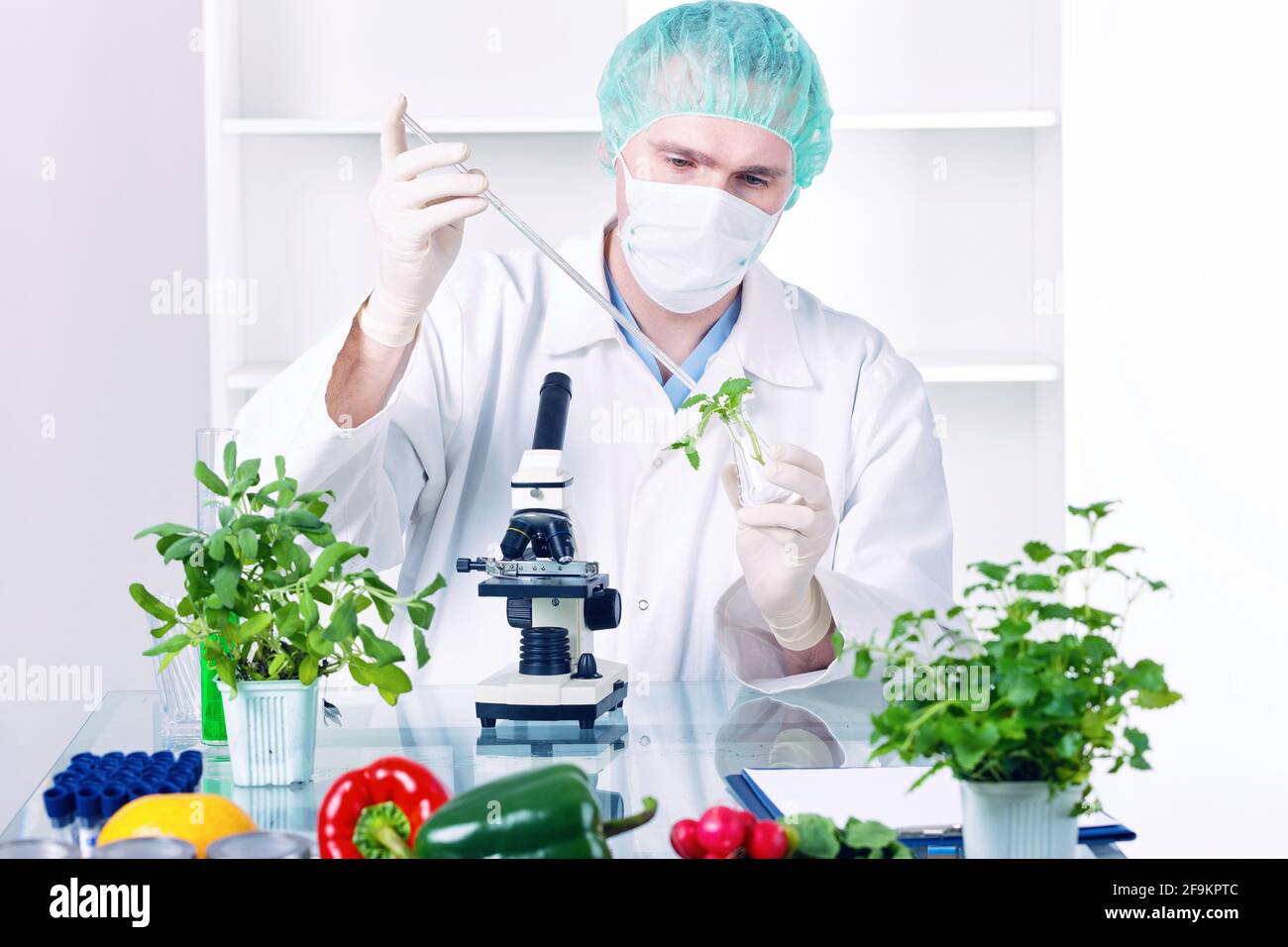 Researcher with GMO plants. Genetically modified organism or GEO is a ...