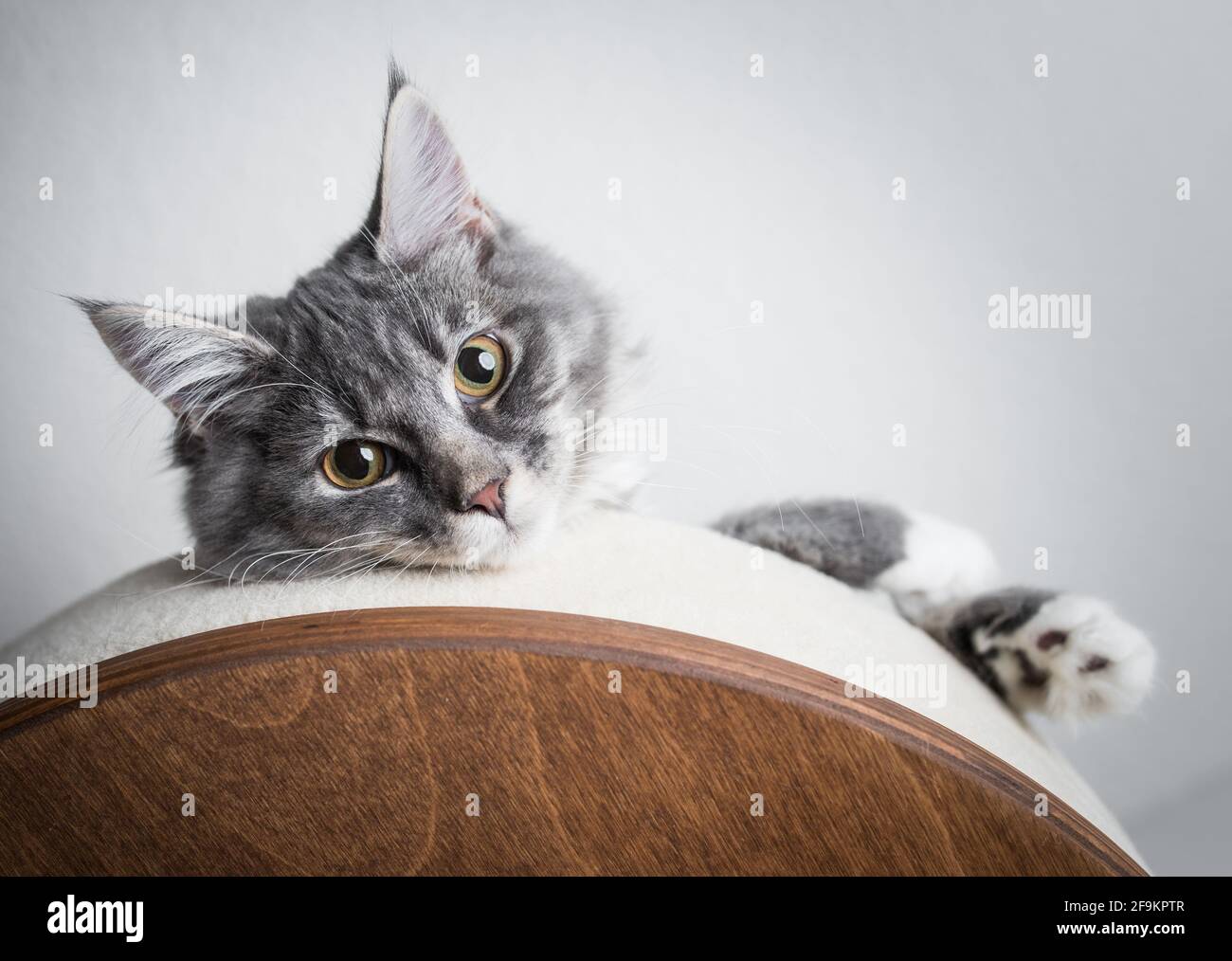 low angle view of a blue tabby maine coon kitten looking down from ...