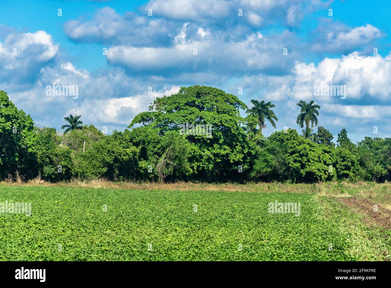 Rural scenics and landscape Cuba Stock Photo - Alamy